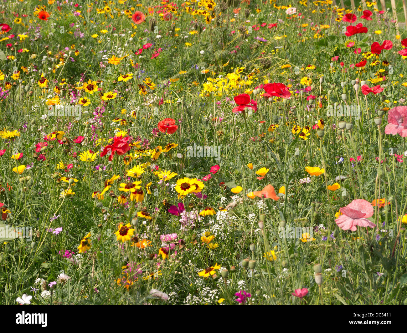 Urban wild flowers hi-res stock photography and images - Alamy