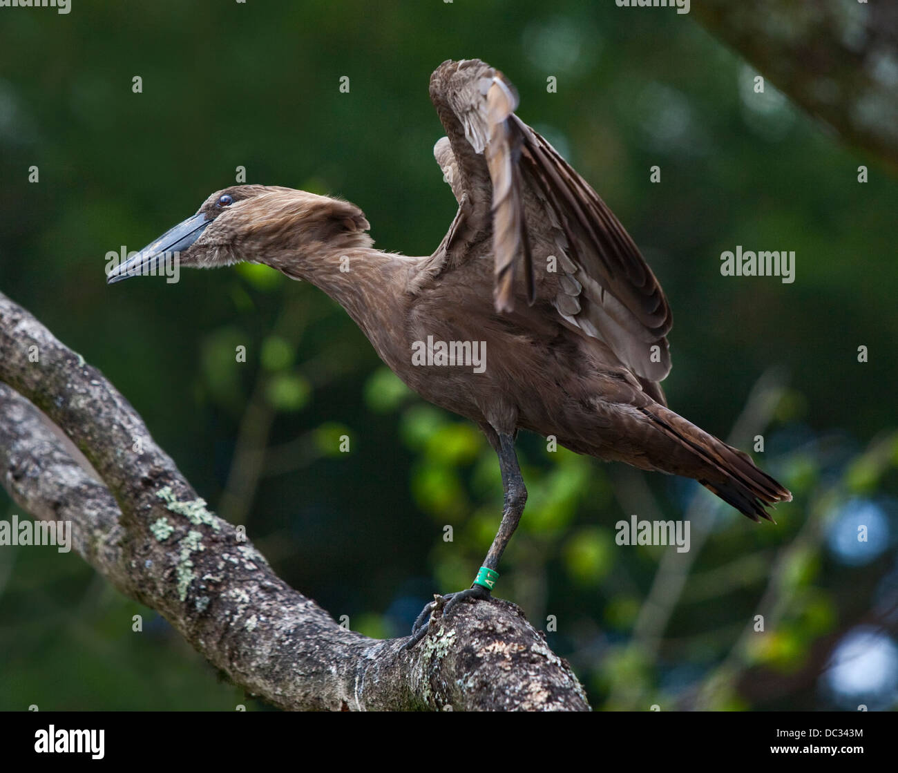 Hammerkopf hi-res stock photography and images - Alamy
