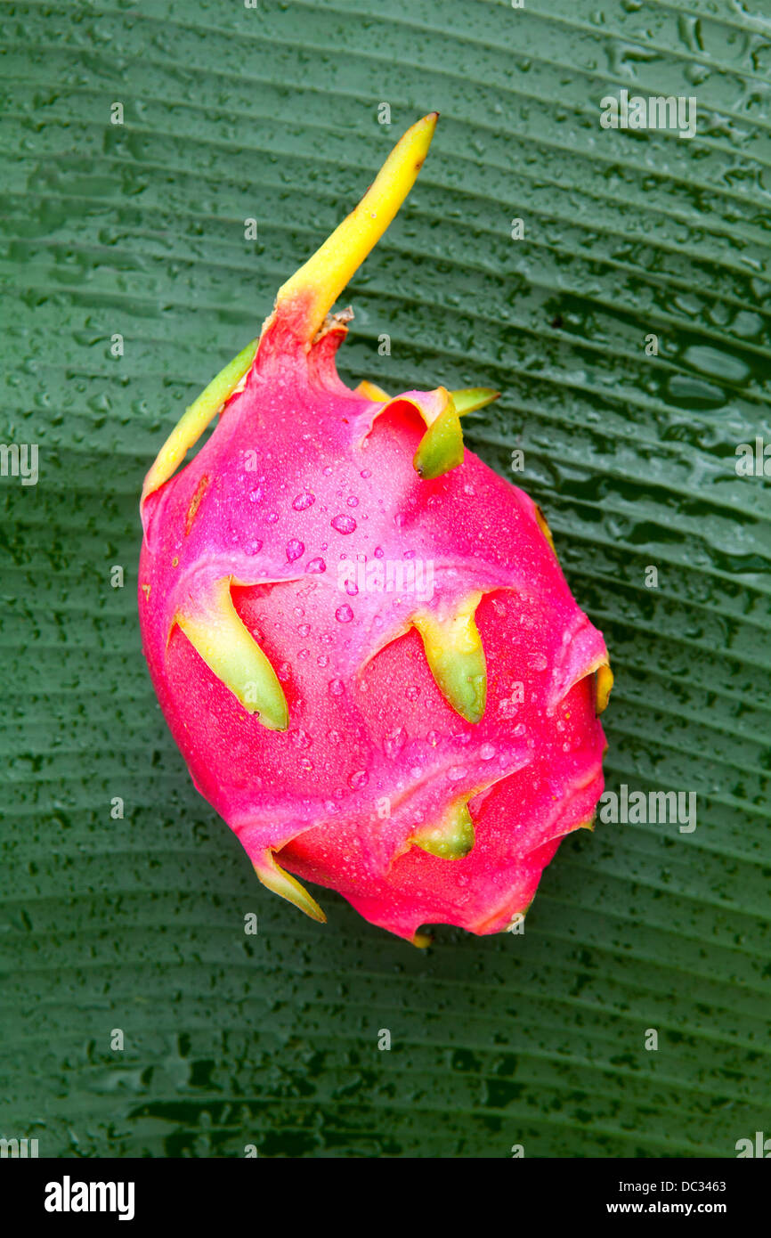 Pitaya or Dragon fruit Stock Photo - Alamy