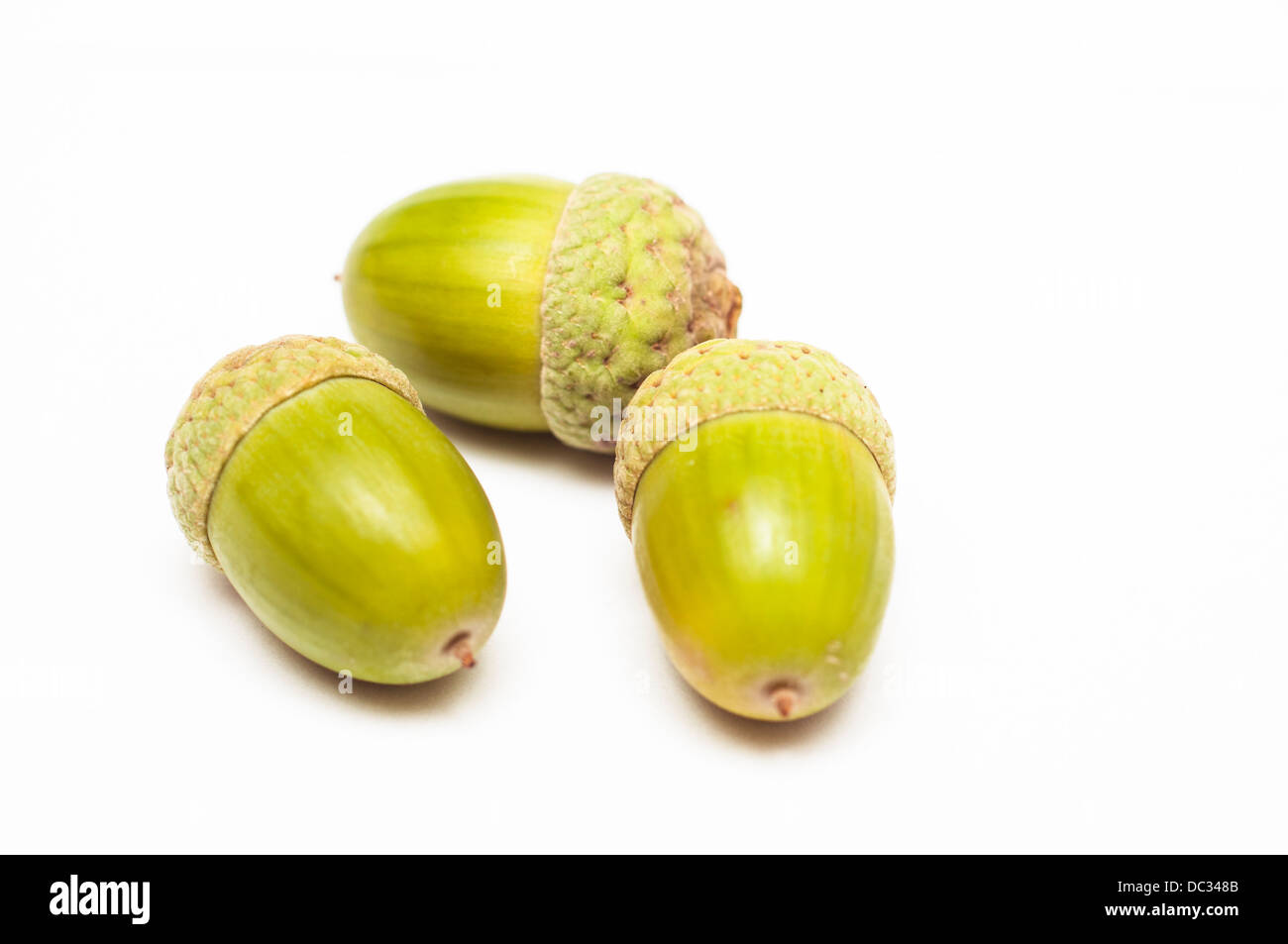 An image of haycorns Stock Photo - Alamy