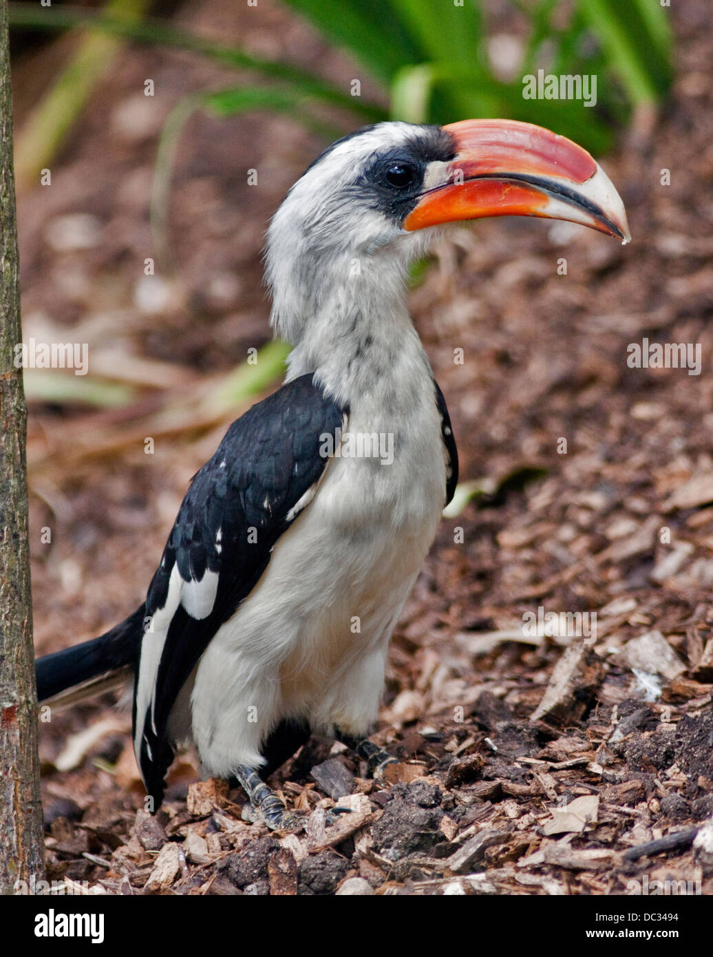 Von der decken’s hornbill hi-res stock photography and images - Alamy