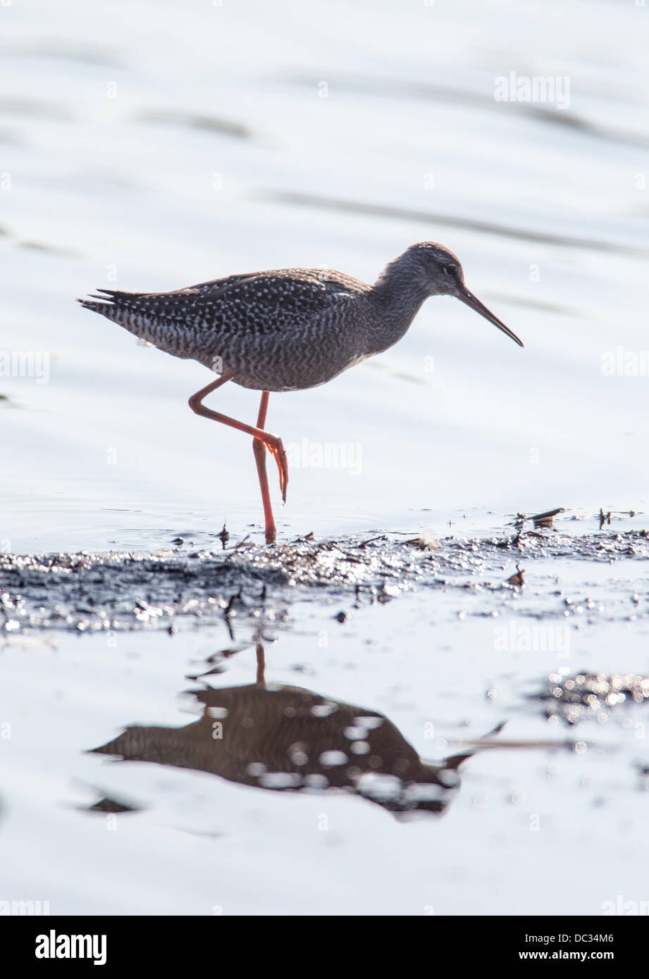 redshank backlit, tringa totanus Stock Photo - Alamy