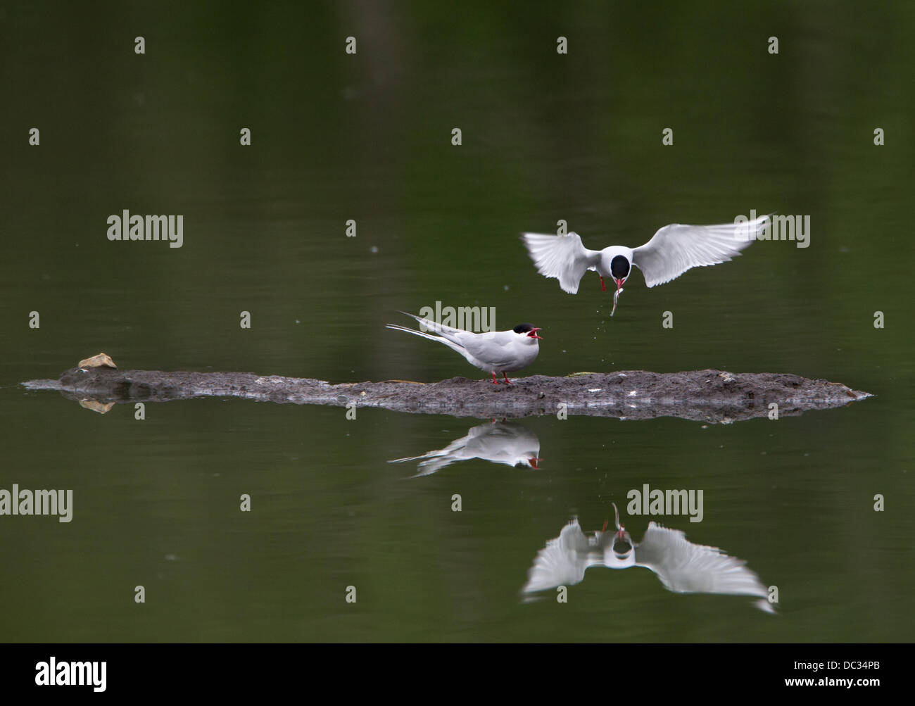 arctic terns with fish, sterna paradisaea Stock Photo - Alamy