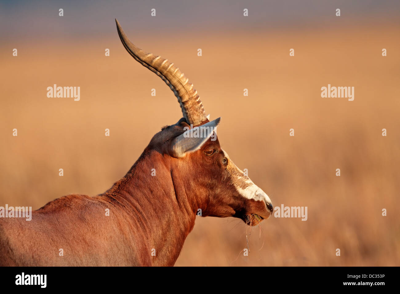 Portrait of a blesbok antelope (Damaliscus pygargus), South Africa ...