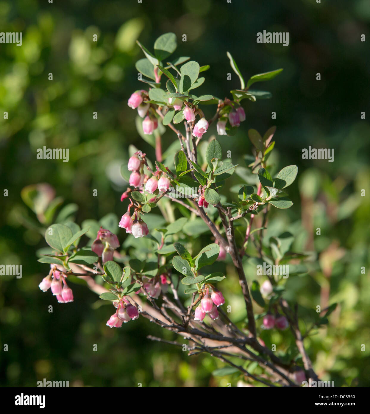 bog bilberry, vaccinium uliginosum Stock Photo - Alamy
