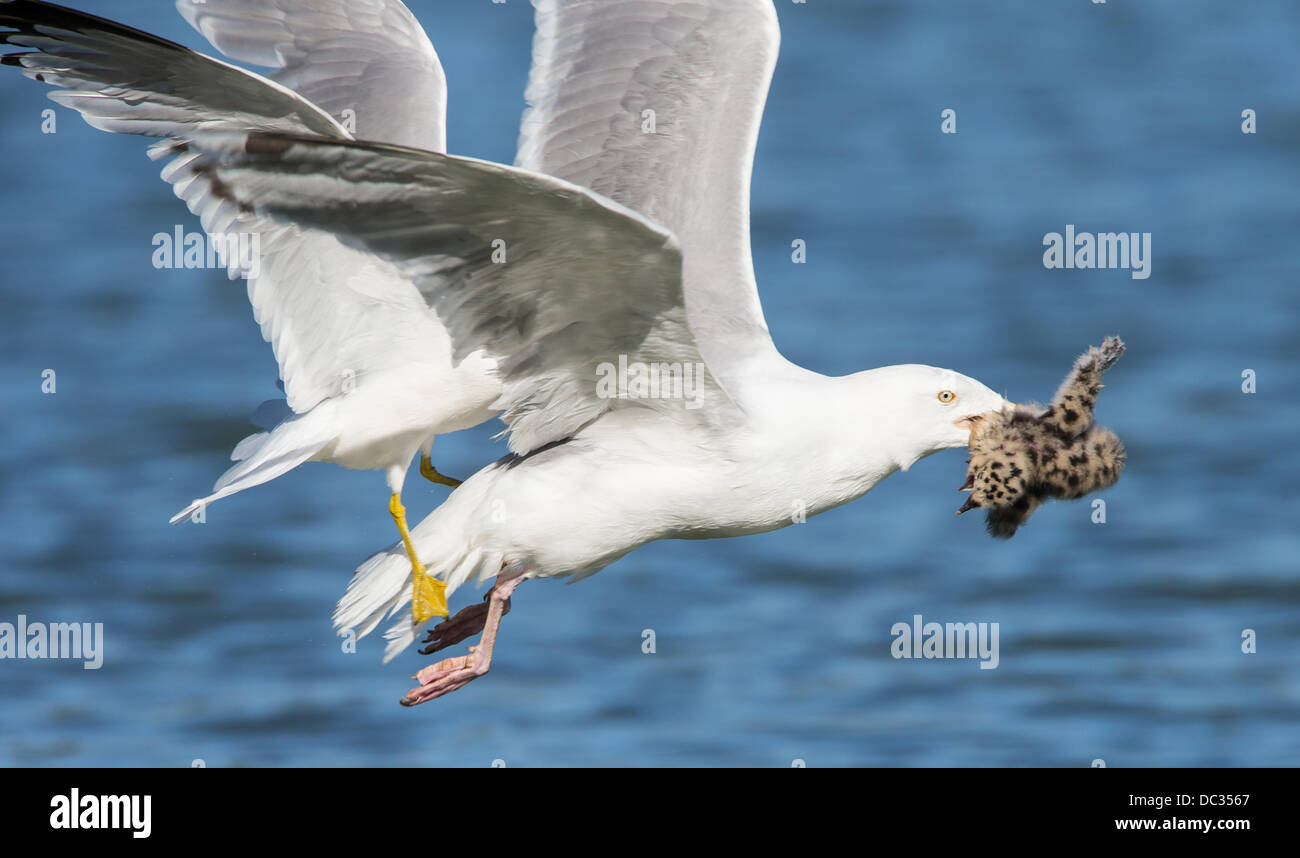 herring gull catches common gull chick, larus argentatus, larus canus ...
