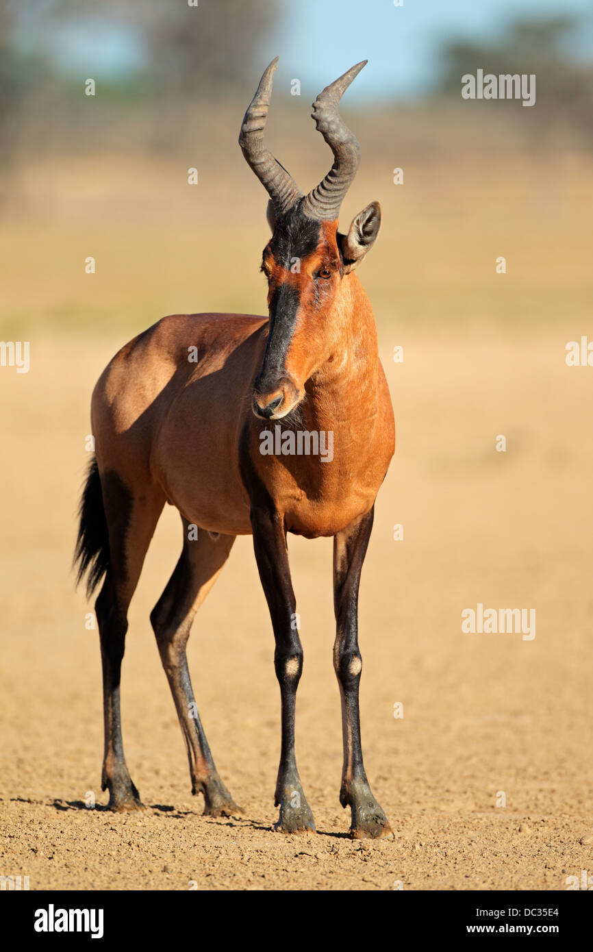 Red hartebeest (Alcelaphus buselaphus), Kalahari desert, South Africa ...