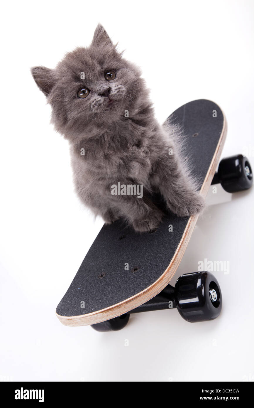 Cat on skateboard Stock Photo - Alamy