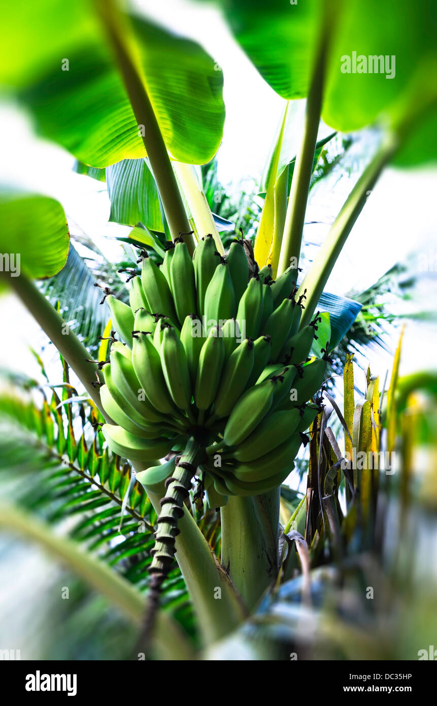 Banana tree farm hi-res stock photography and images - Alamy