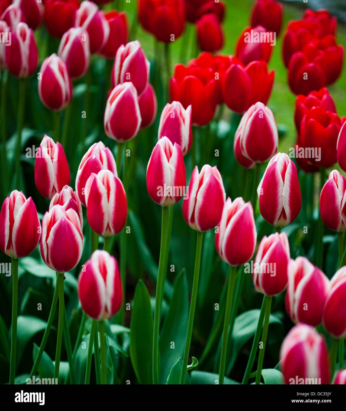 Beautiful spring tulip Stock Photo - Alamy