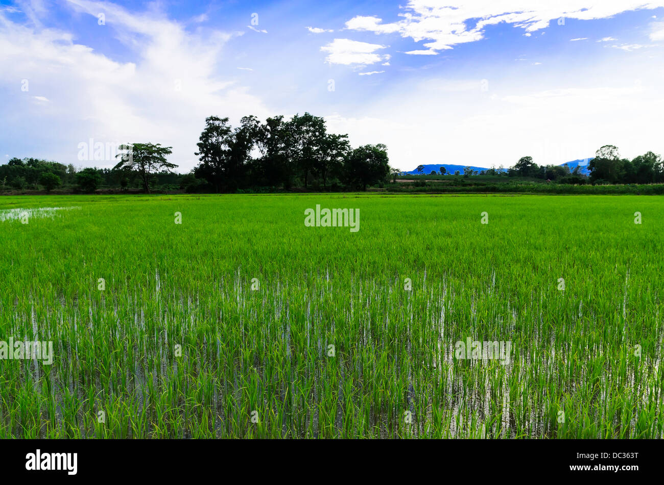 Rice field and blue sky Stock Photo - Alamy