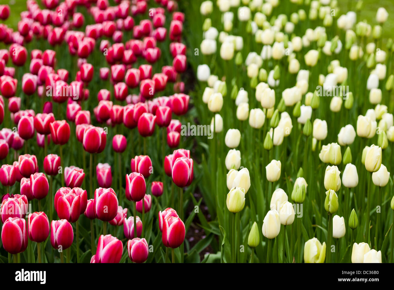 Beautiful spring tulip Stock Photo - Alamy