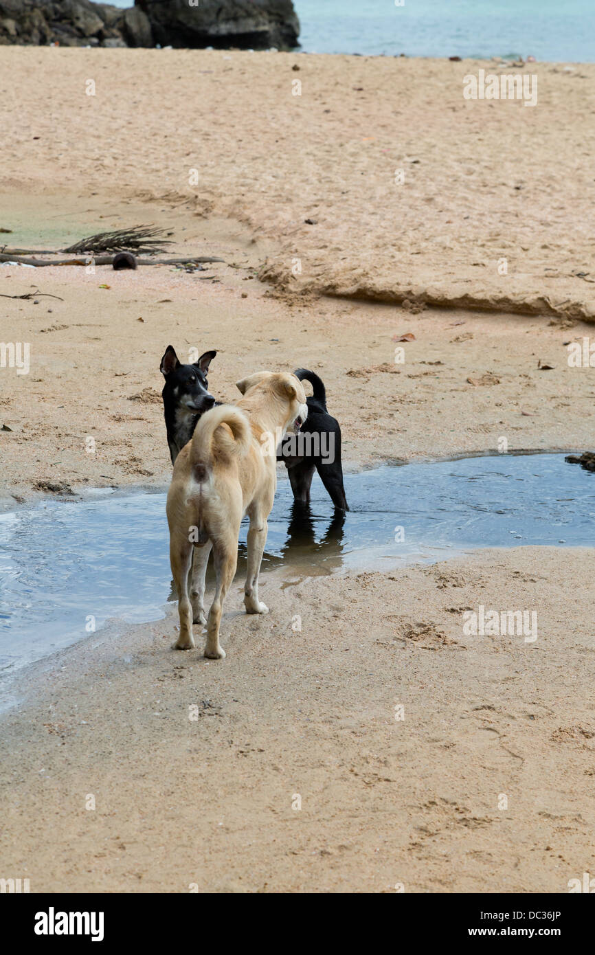 Asian stray dogs hi-res stock photography and images - Alamy
