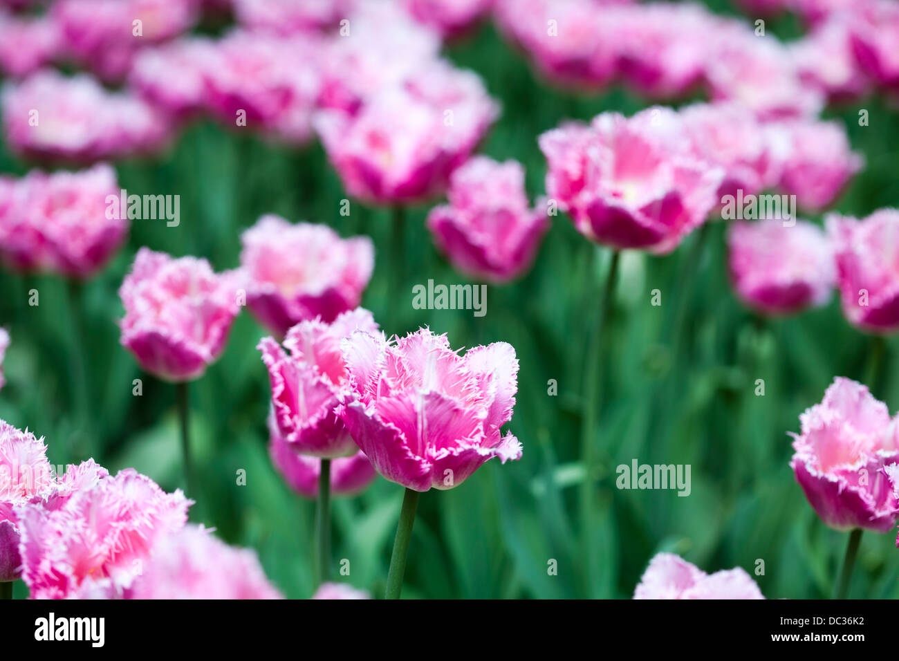 Beautiful spring tulip Stock Photo - Alamy