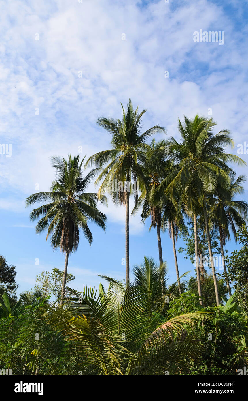 Coconut tree in forest hi-res stock photography and images - Alamy