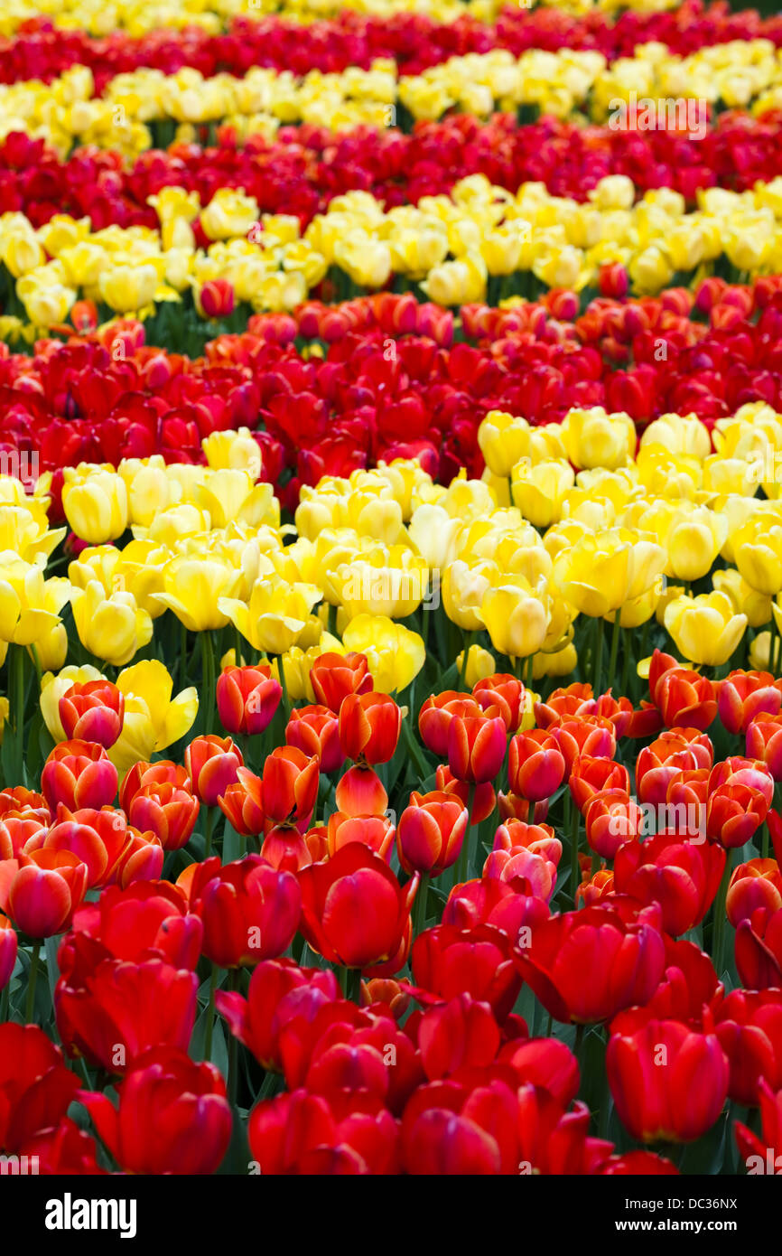 Beautiful spring tulip Stock Photo - Alamy