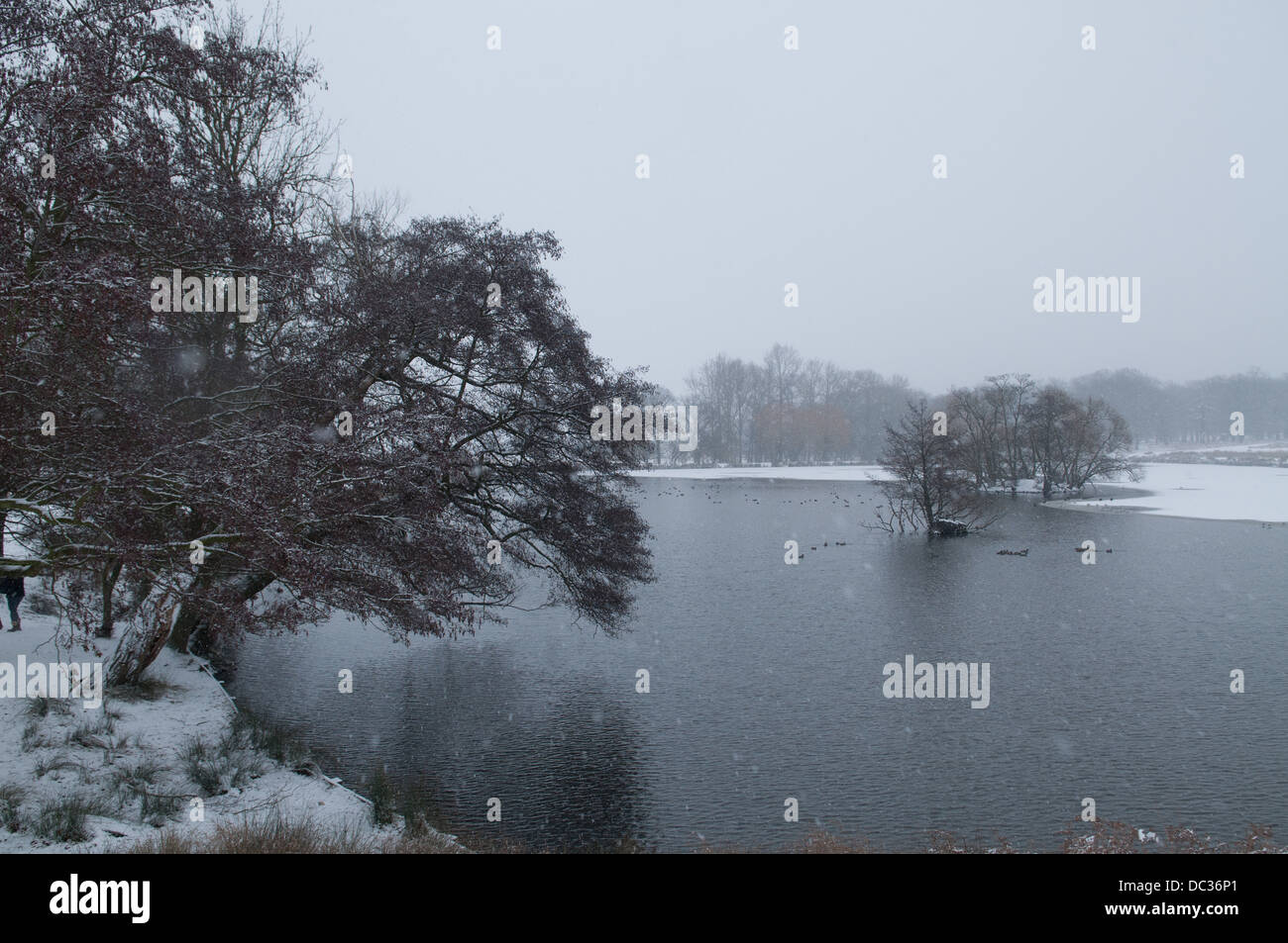 Richmond park under snow in winter, UK Stock Photo - Alamy