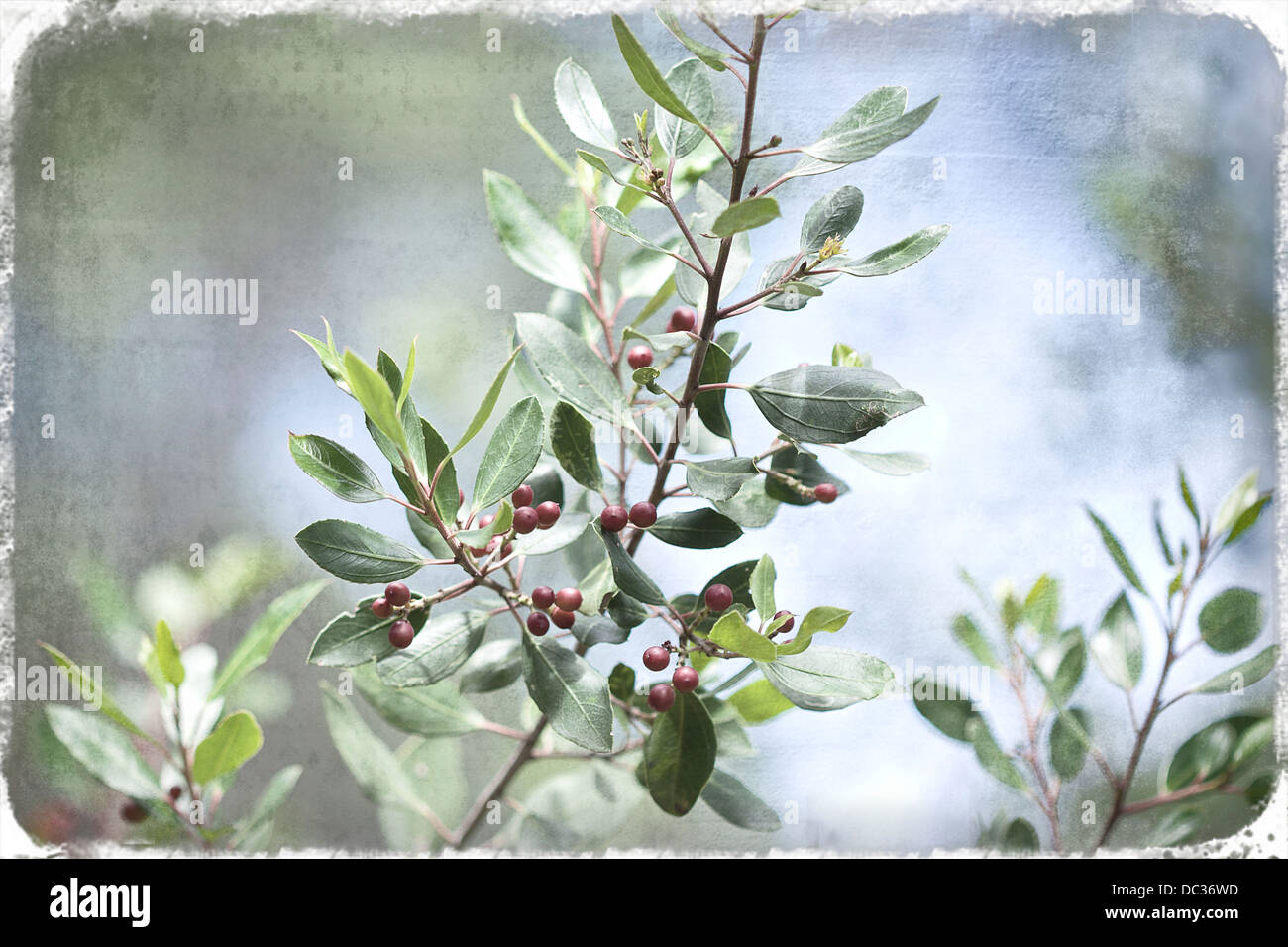 Myrtus hi-res stock photography and images - Alamy