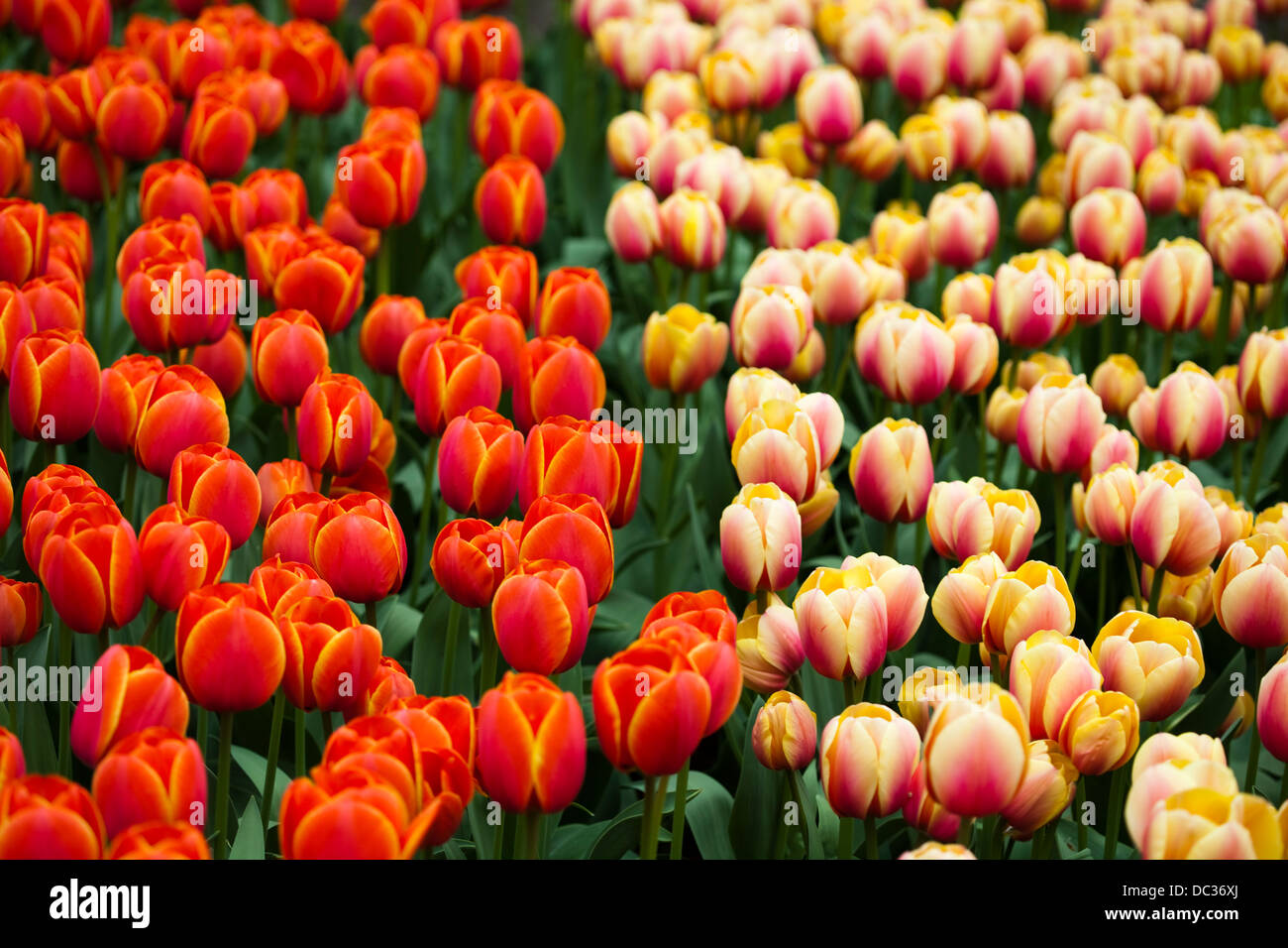 Beautiful spring tulip Stock Photo - Alamy