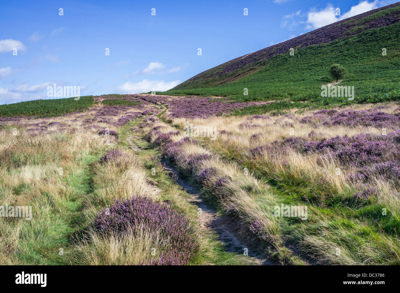 Footpath Path Moorland Heather Stock Photos & Footpath Path Moorland ...