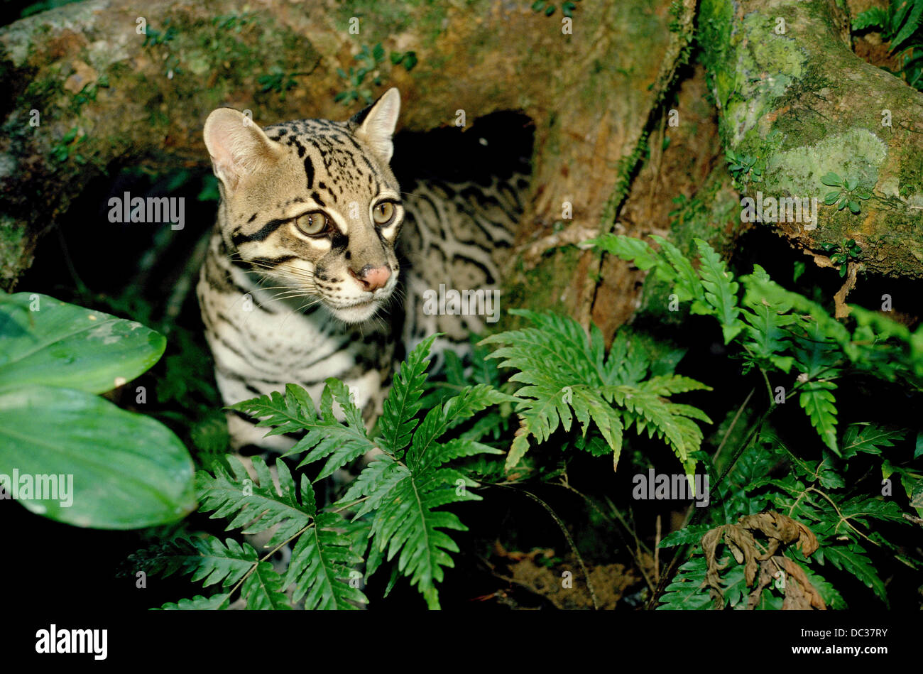 Ocelot Costa Rica High Resolution Stock Photography and Images - Alamy