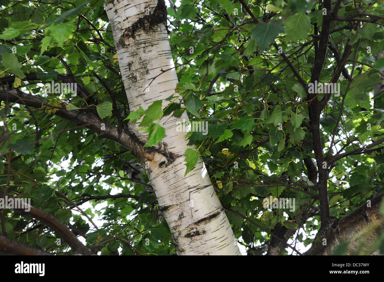 Trunk detail of a silver birch tree Stock Photo - Alamy