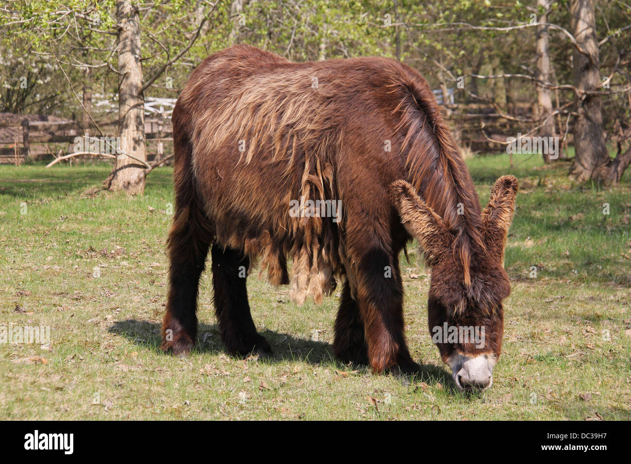 Poitou esel hi-res stock photography and images - Alamy