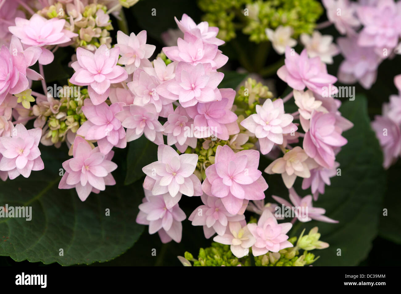 hydrangea 'fireworks pink' Stock Photo - Alamy