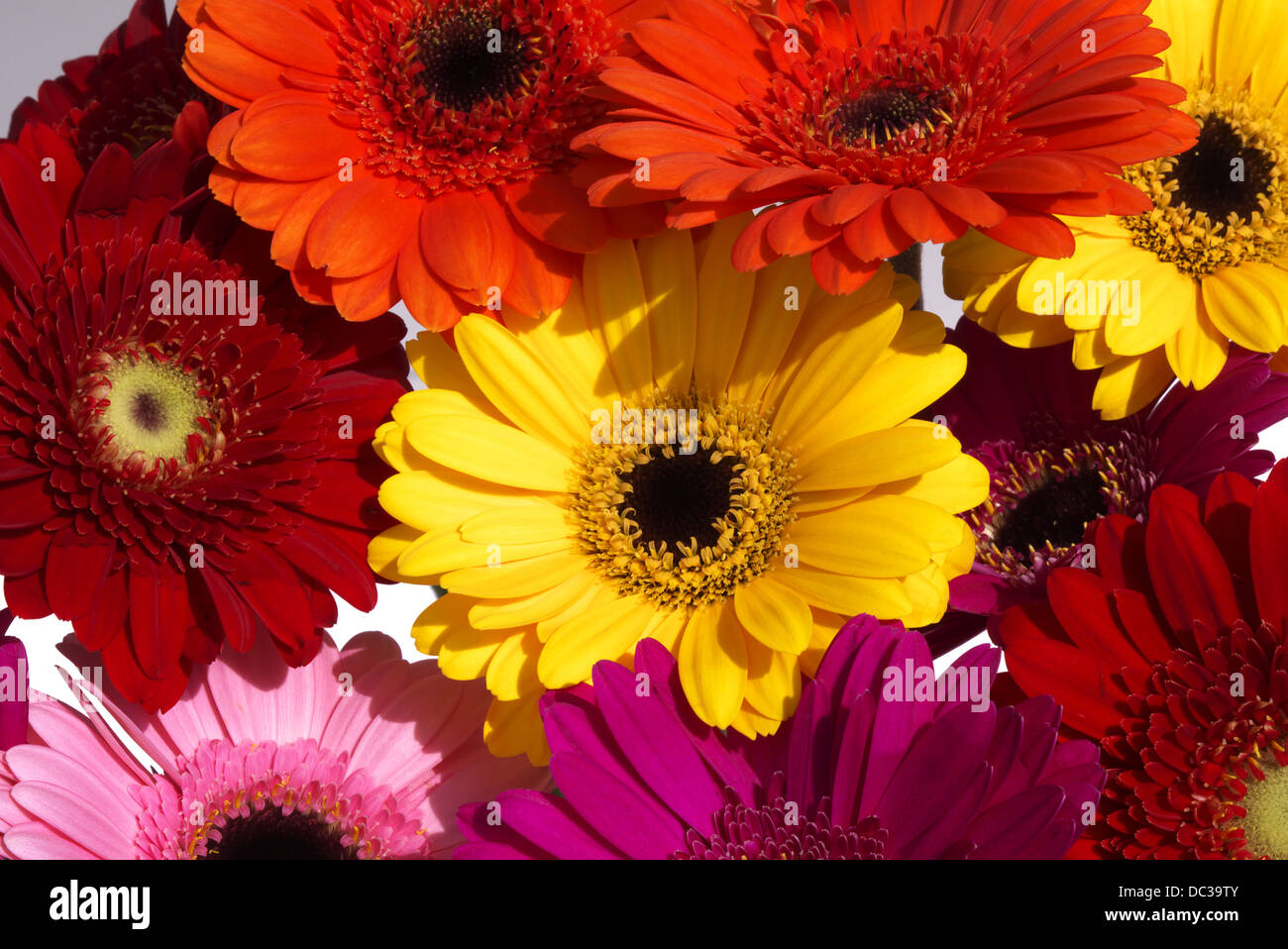 A colorful display of cut daisy's Stock Photo - Alamy