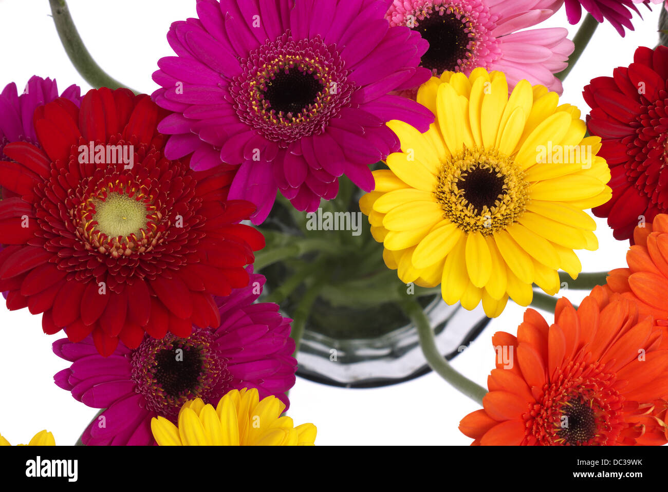 A colorful display of cut daisy's Stock Photo - Alamy
