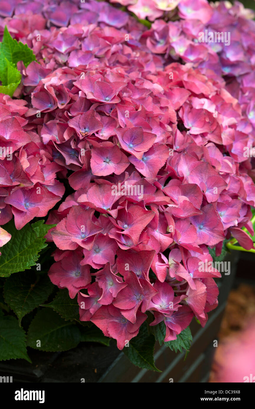 hydrangea 'hot red beauty' Stock Photo - Alamy