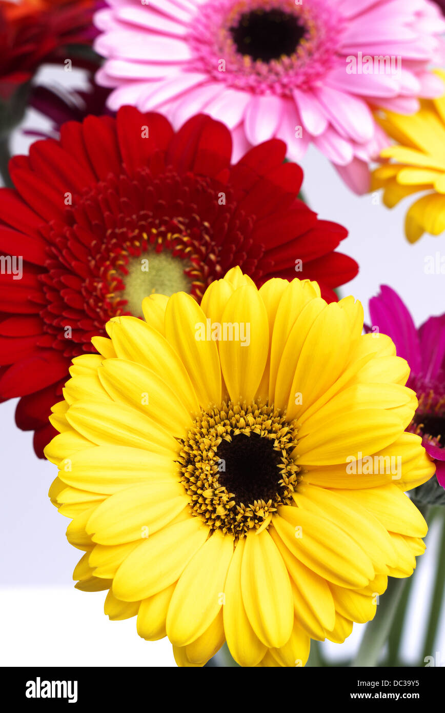 A colorful display of cut daisy's Stock Photo - Alamy