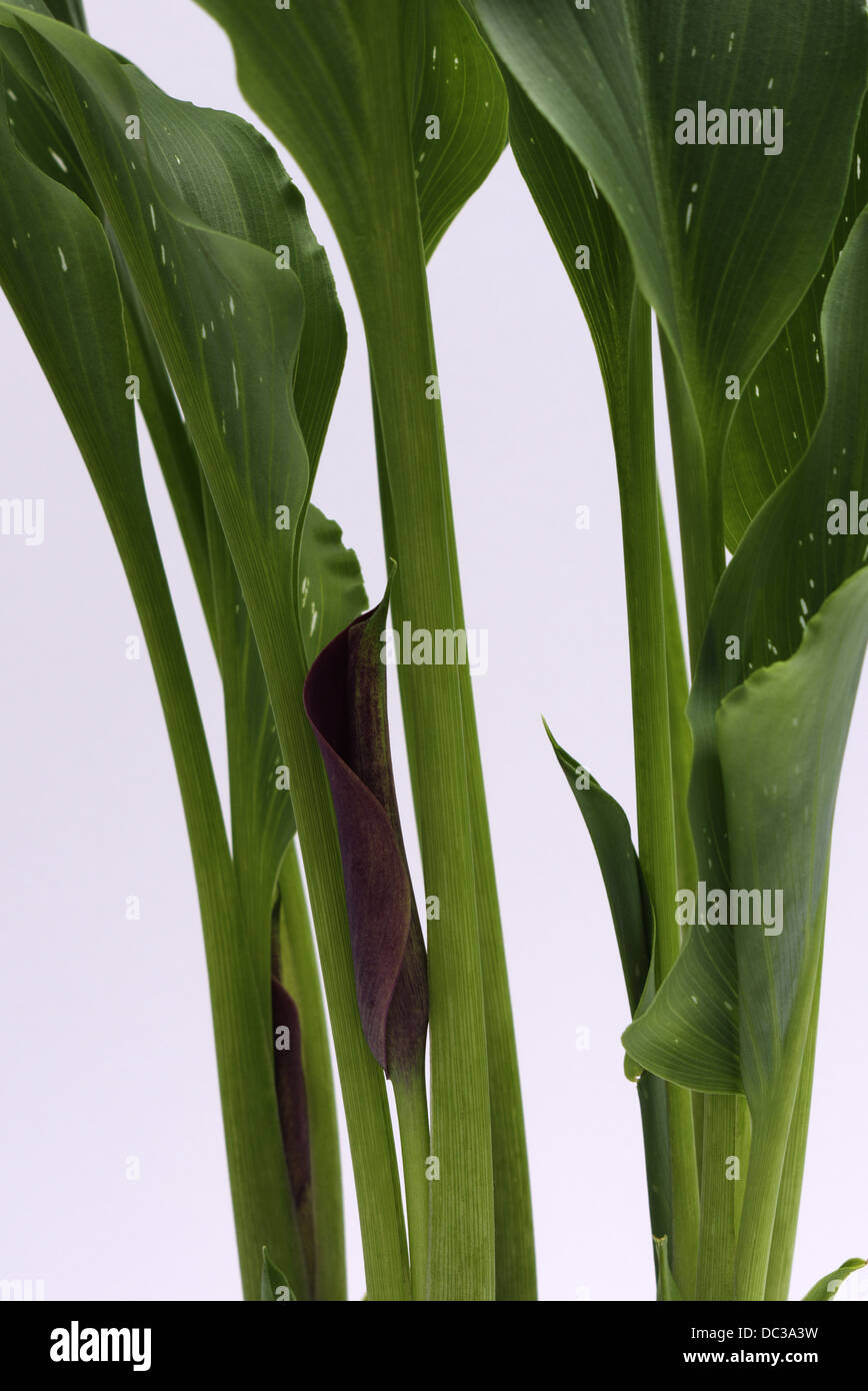 A calla lily flower begins to open Stock Photo - Alamy