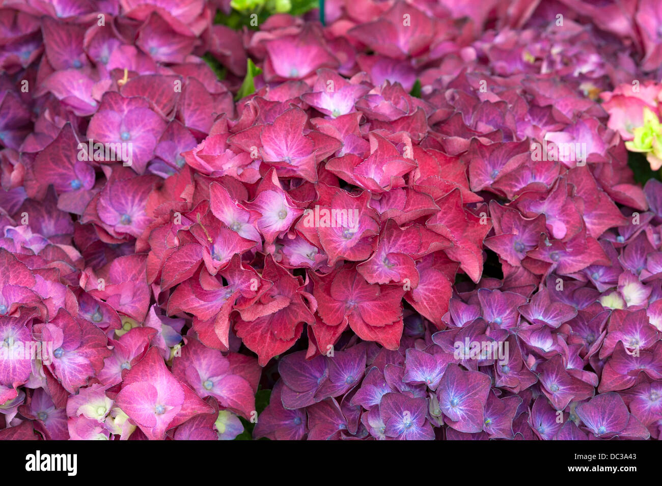 hydrangea 'hot red violet' Stock Photo - Alamy