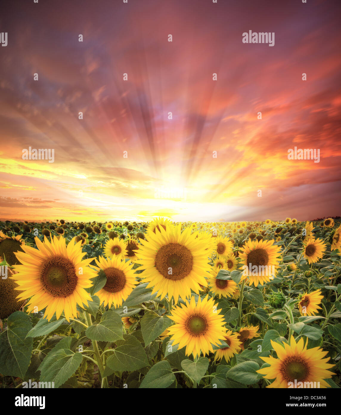 Evening vibrant scenery with sunflowers Stock Photo - Alamy