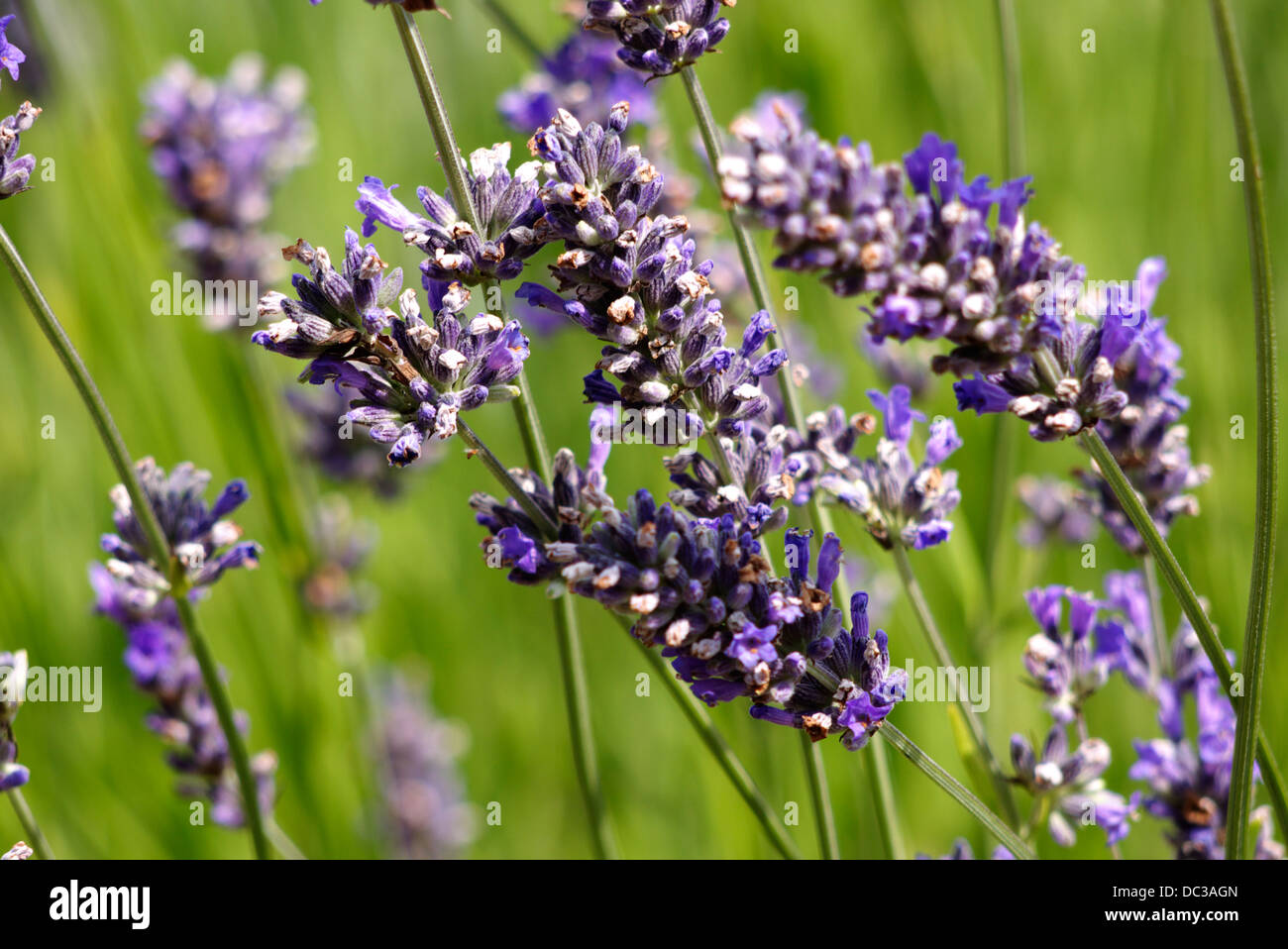 The heads of the Lavender bow with the strength of the wind Stock Photo ...