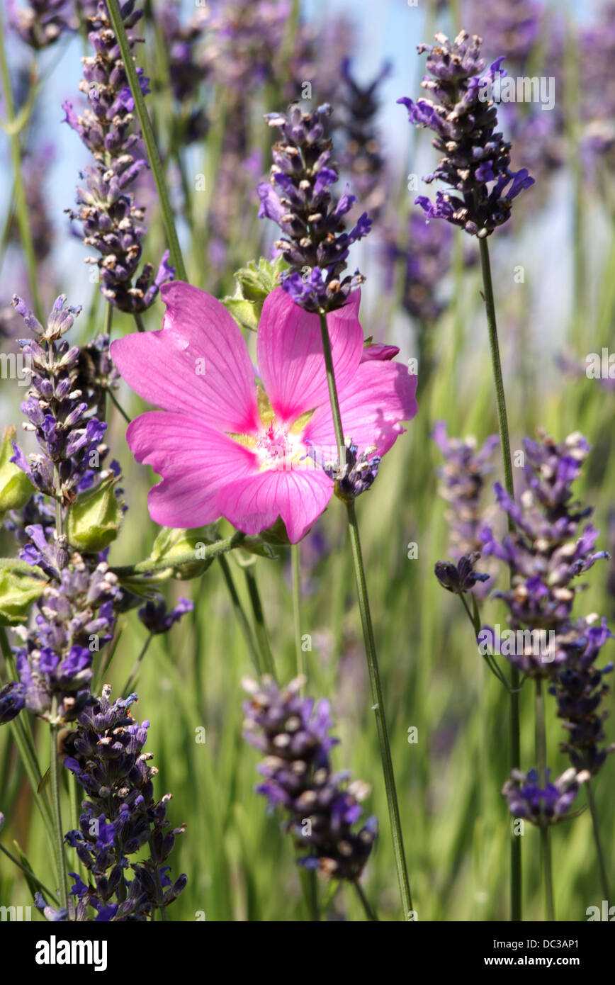 Lavender stems hi-res stock photography and images - Alamy