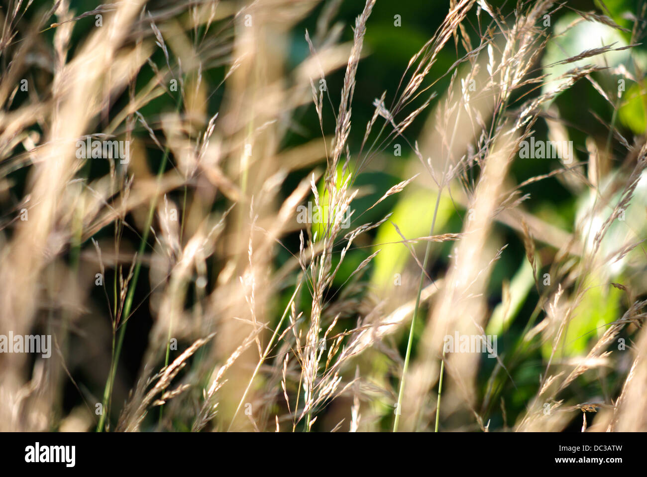 Gentle wind hi-res stock photography and images - Alamy