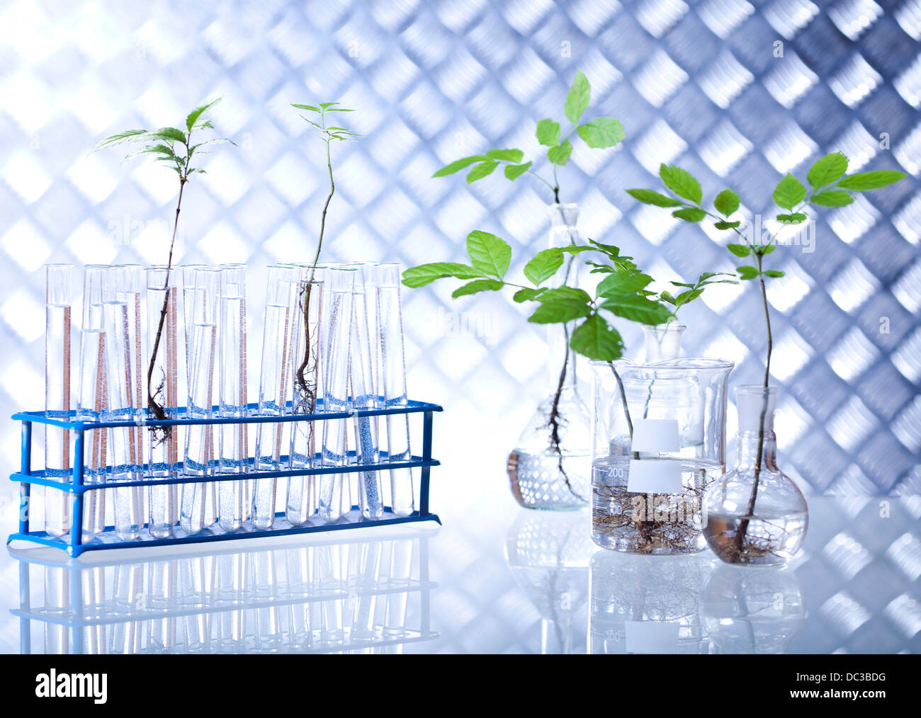 Plants in test tubes in laboratory Stock Photo - Alamy