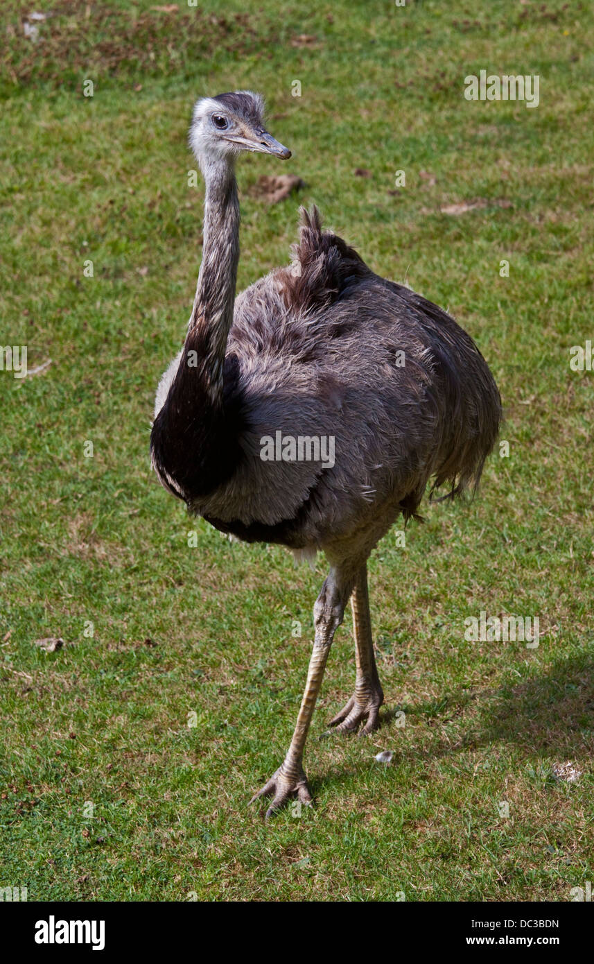 Greater Rhea (rhea americana Stock Photo - Alamy