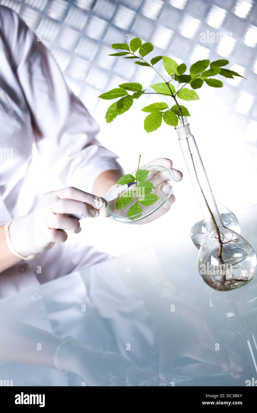 Floral science in laboratory Stock Photo - Alamy