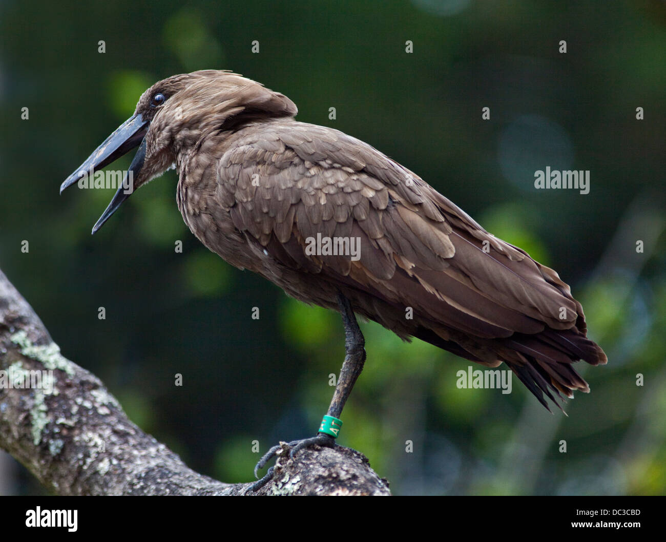 Hammerkop (scopus umbretta Stock Photo - Alamy