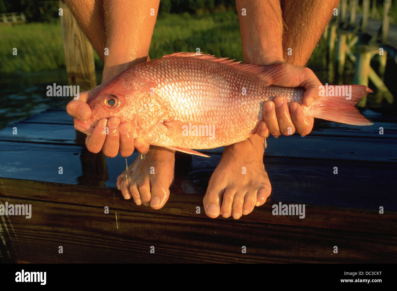 Man Holding Snapper High Resolution Stock Photography and Images - Alamy