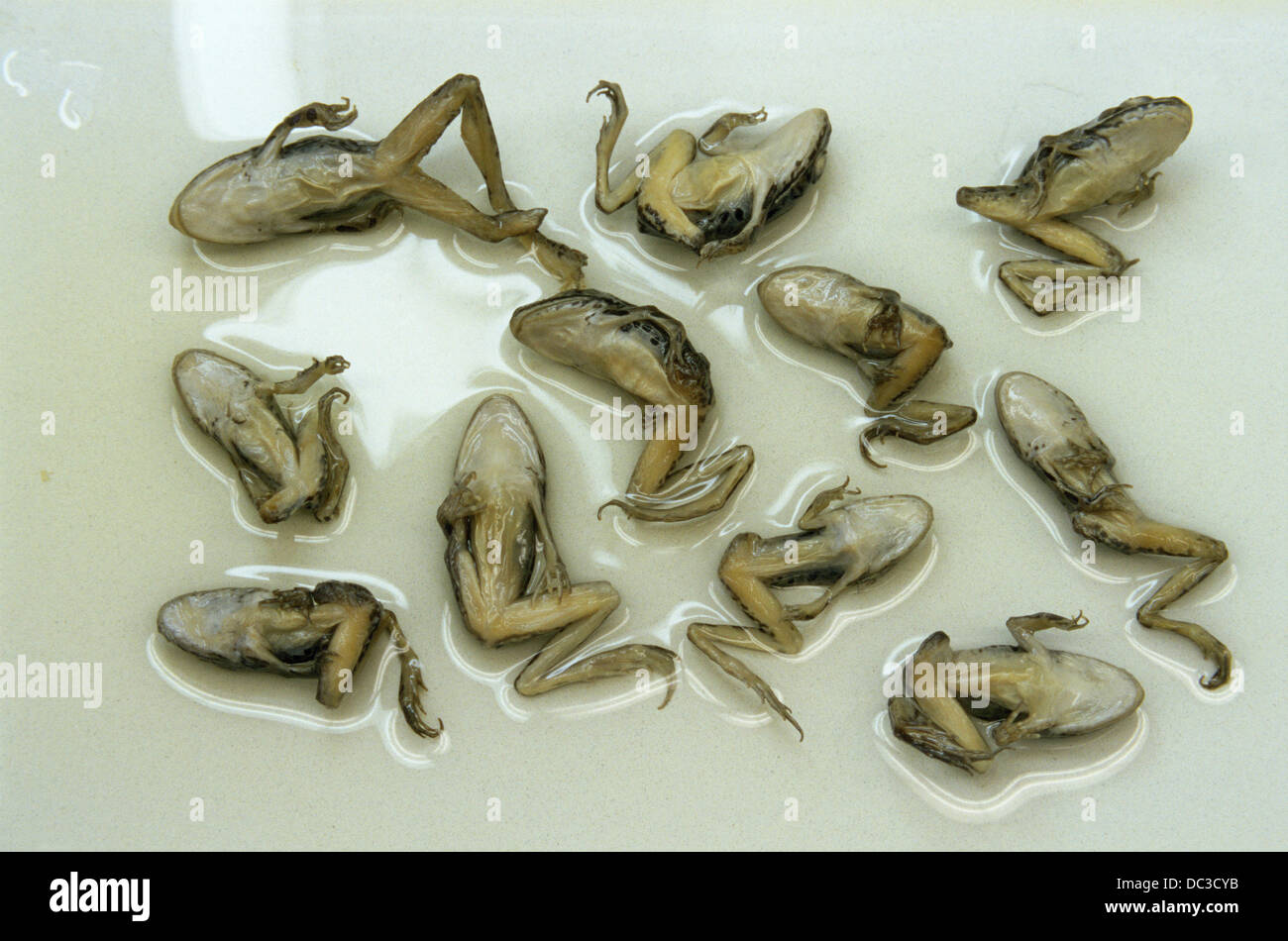 Malformed frog hi-res stock photography and images - Alamy