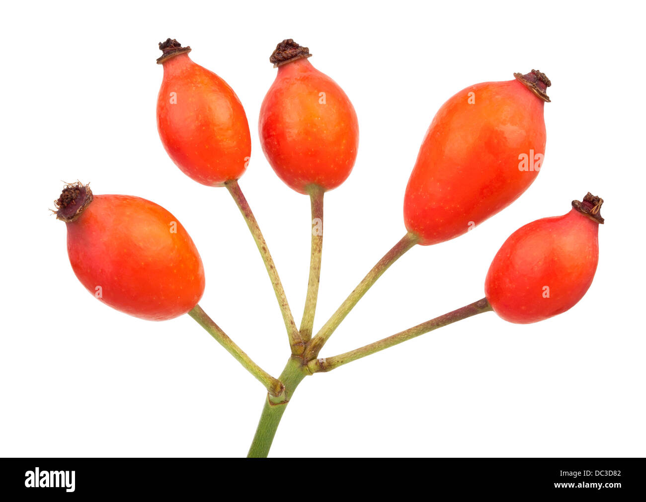 Brier hi-res stock photography and images - Alamy