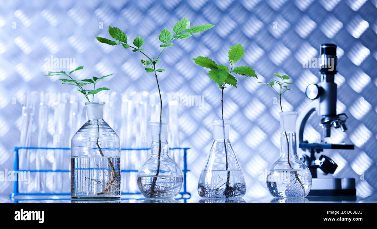 Plants in test tubes in laboratory Stock Photo - Alamy