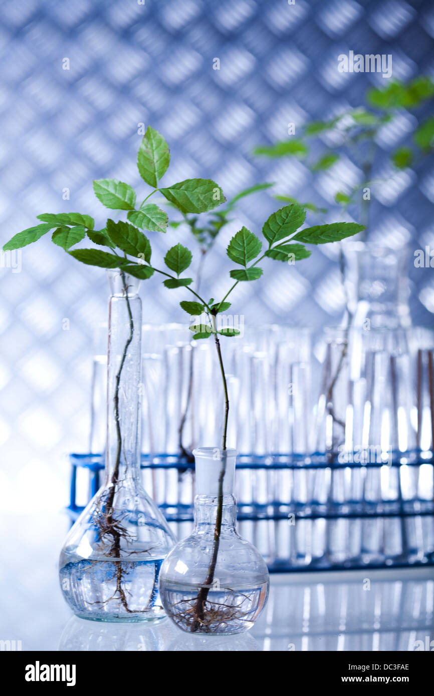 Plants in test tubes in laboratory Stock Photo - Alamy