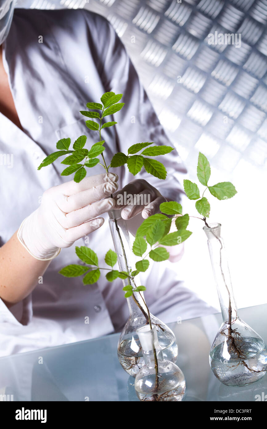 Experimenting with flora in laboratory Stock Photo - Alamy
