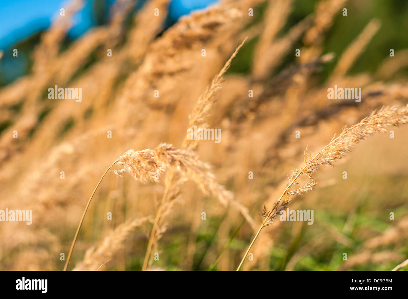An image of dried grass Stock Photo - Alamy