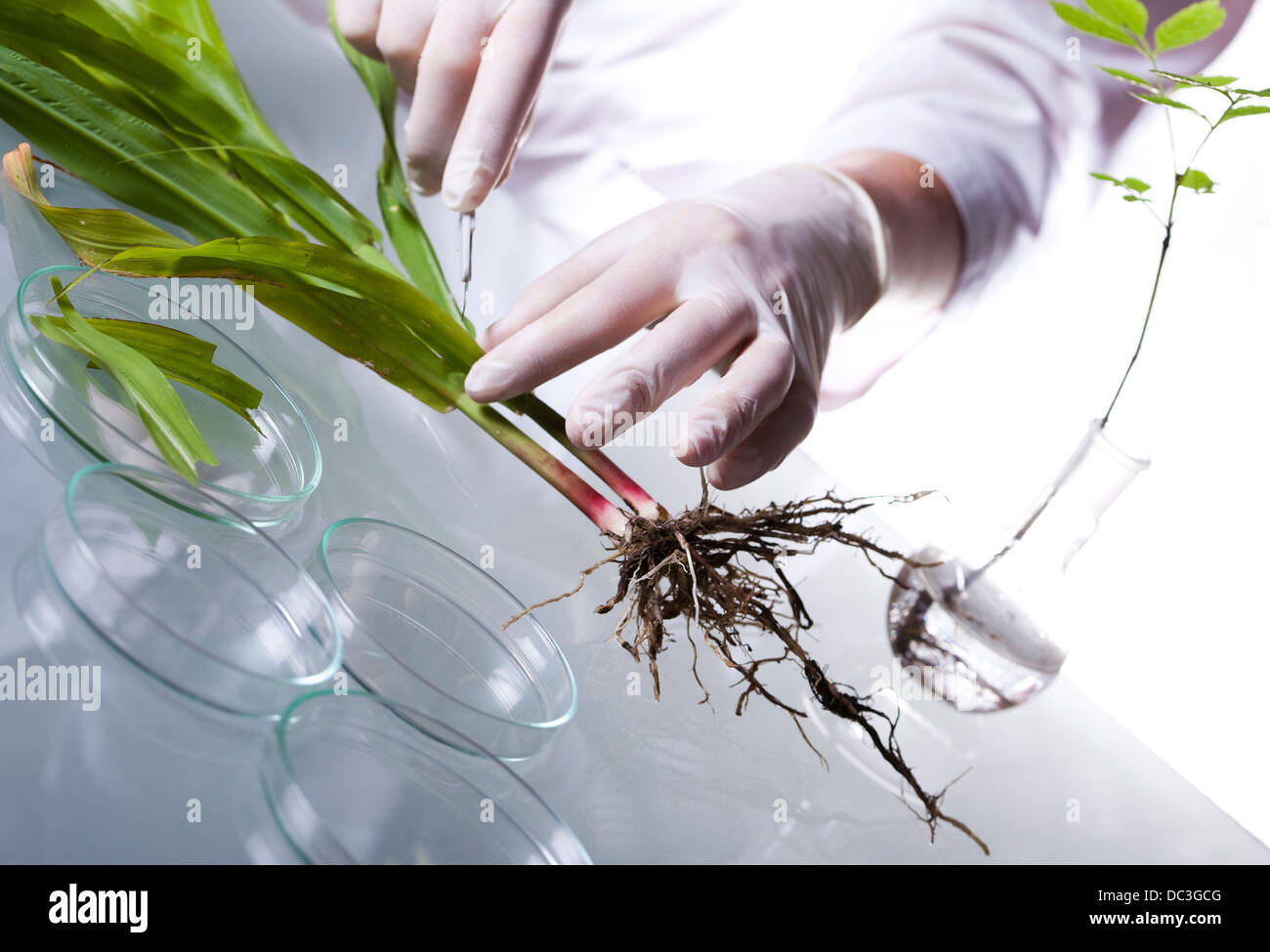 Experimenting with flora in laboratory Stock Photo - Alamy